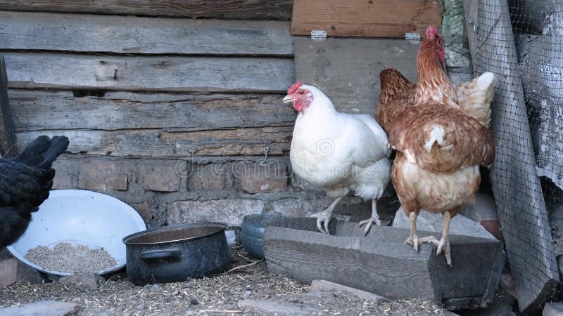 Hens Interacting in Chicken Coop Slow Motion Stock Footage - Video of ...