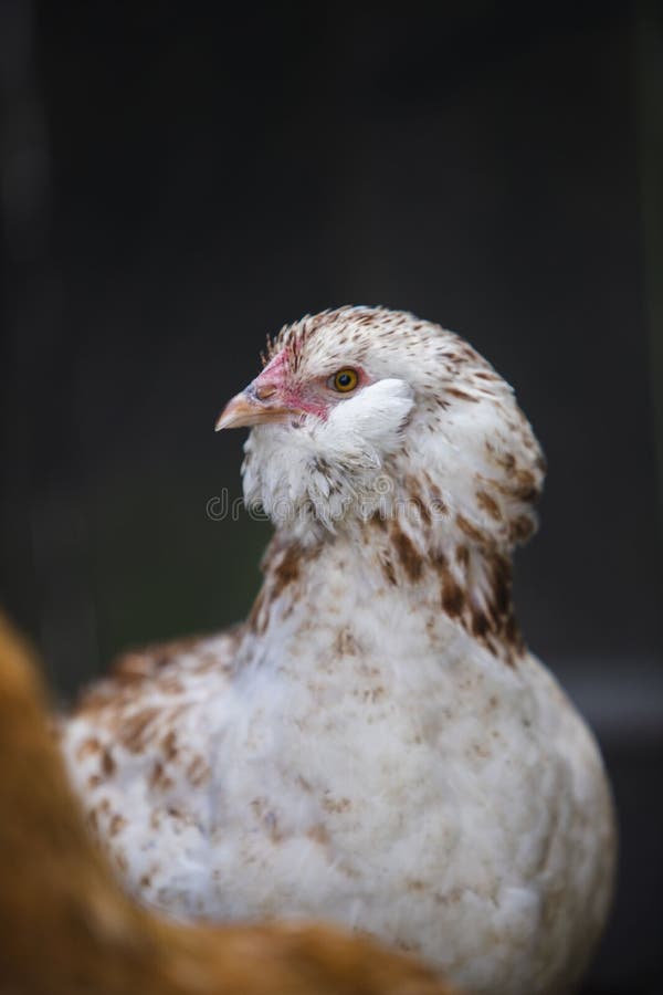 Beautiful Hens in the Countryside Stock Image - Image of chicken, finch ...