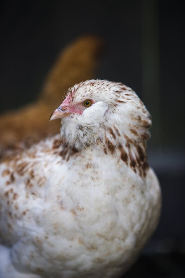 Beautiful Hens in the Countryside Stock Photo - Image of bird, parrot ...