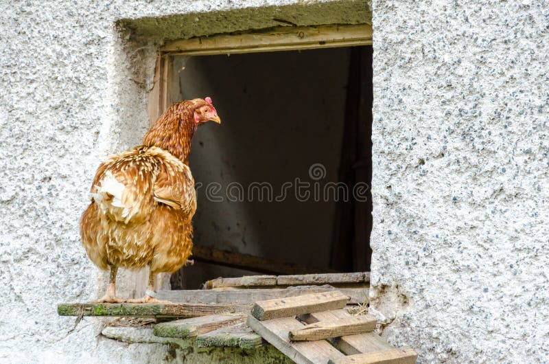 Hens leaving their coop stock image. Image of females - 101383557