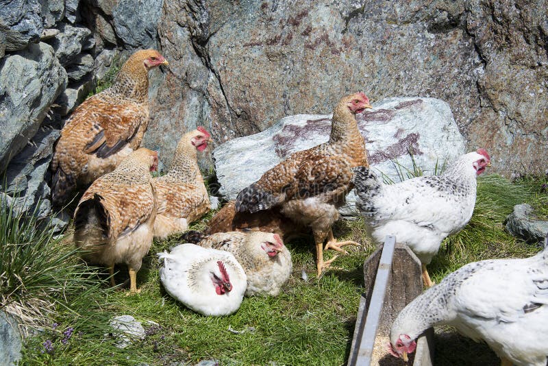 Hens stock image. Image of animal, country, golden, crest - 43901695