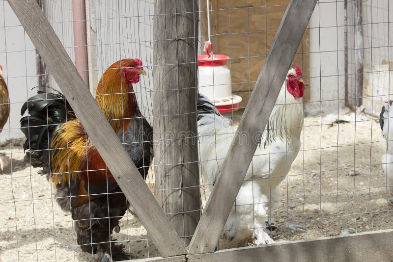 Hens over the fence stock image. Image of bumptious, fence - 56210887