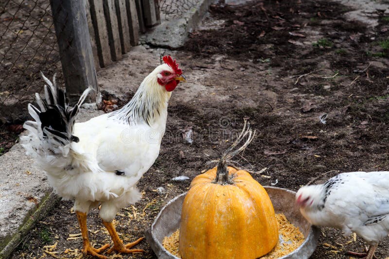 Hens Peck Grain from the Feeder Stock Photo - Image of food, colorful ...