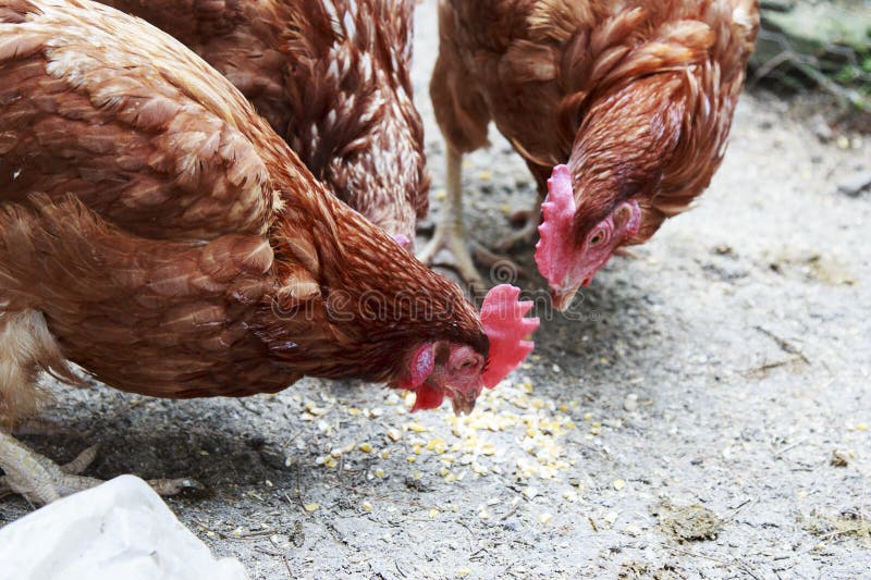 Pecking hens stock photo. Image of bird, black, hens - 18379224