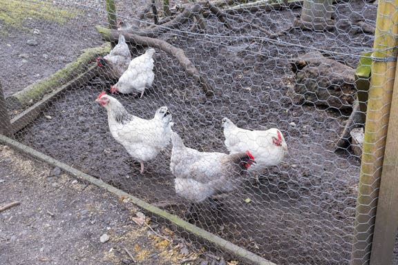 Hens in a Pen Behind Wire Mesh Stock Photo - Image of bird, field ...