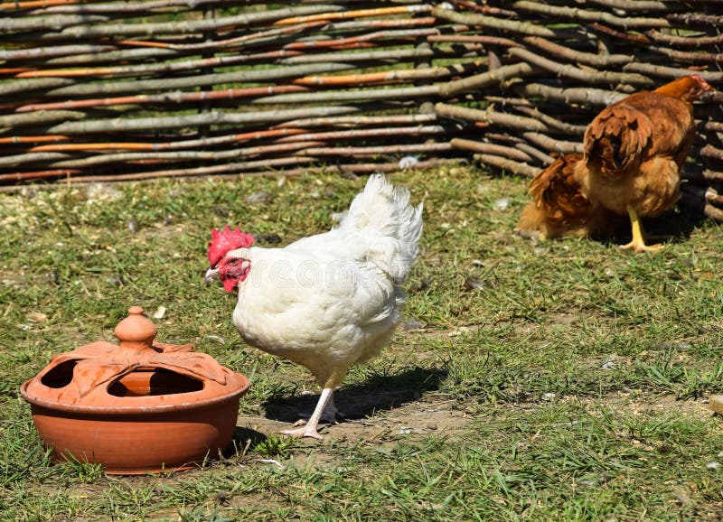 Hens in the poultry yard stock image. Image of male, poultry - 59520663
