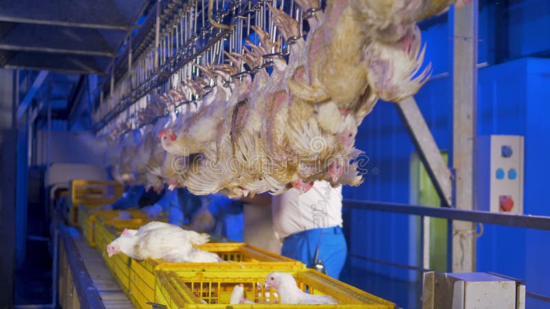 Chickens Hang on Belt Conveyor in Processing Line. Stock Video - Video ...