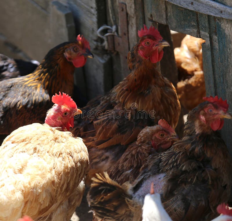 Hens with Red Crest on the Head Stock Image - Image of leader, rooster ...