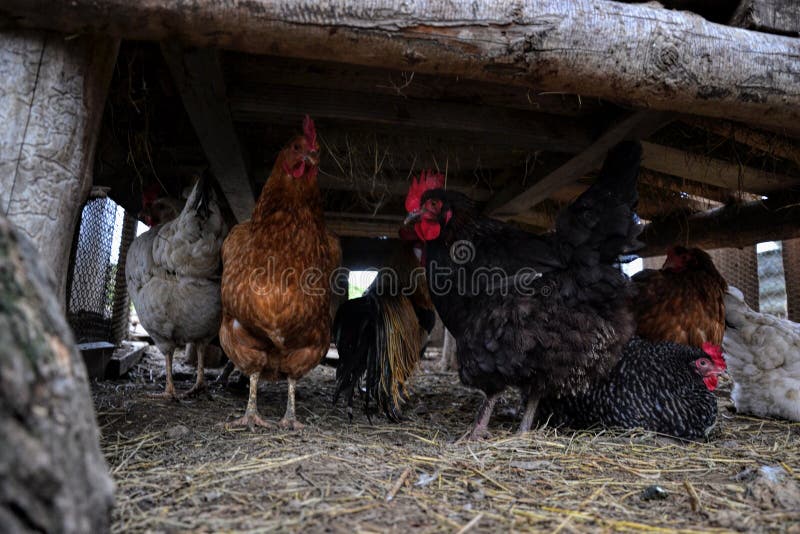 Hens and Rooster Hidden Under the Wooden Chicken Coop Stock Photo ...