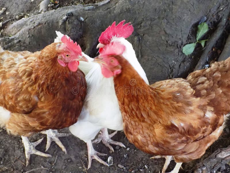 Hens and Rooster, Northuberland, England. UK Stock Image - Image of ...