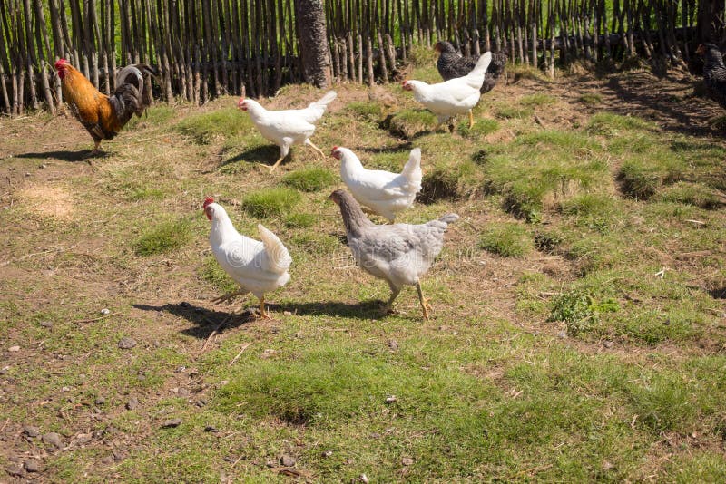 Hens and rooster stock image. Image of white, gray, beak - 248676711