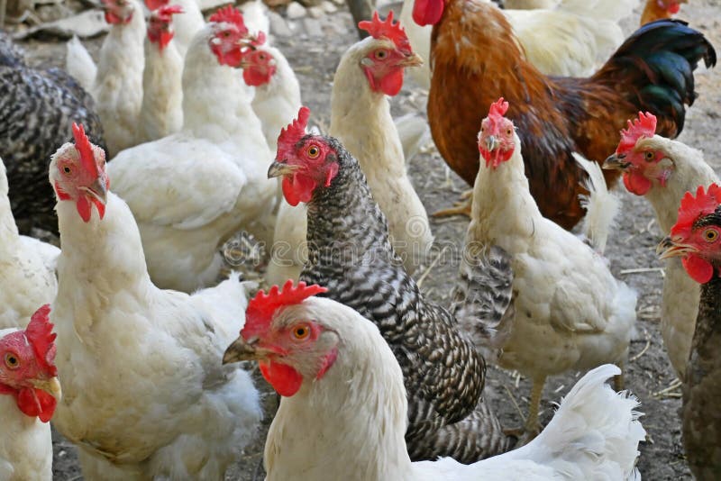 Chicken of Different Breed on the Poultry Yard Stock Photo - Image of ...