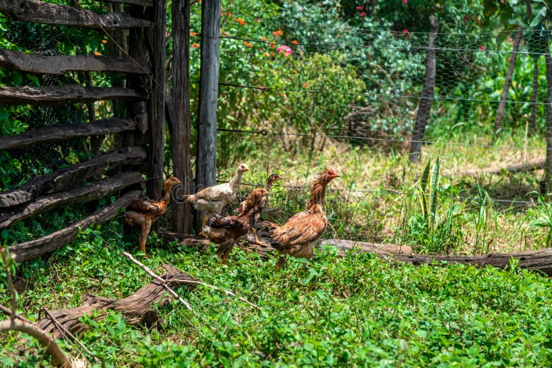 Hens in a Run in a Farm Yard Stock Photo - Image of domestic, rooster ...