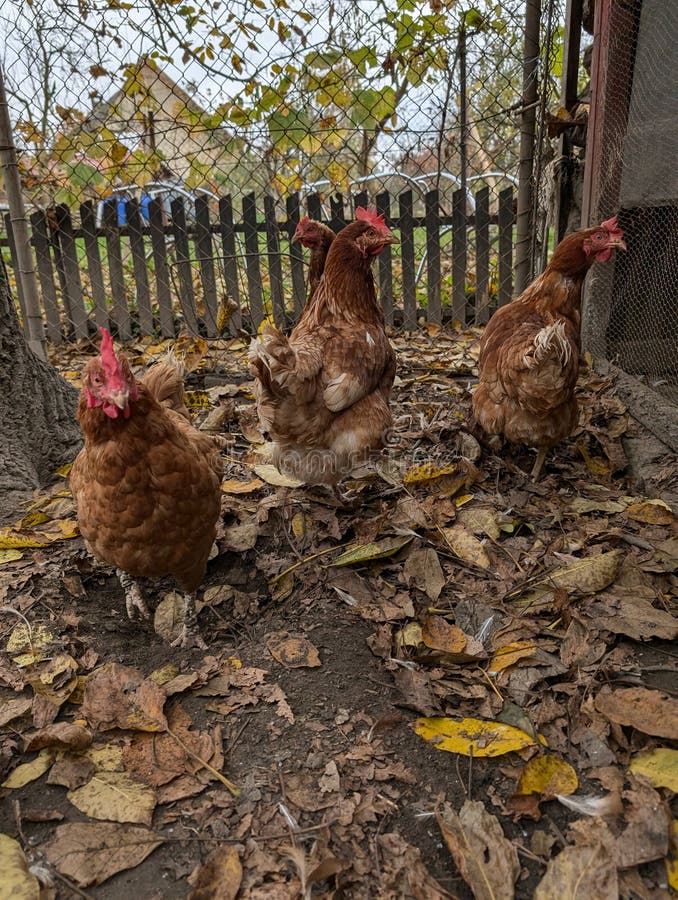 Hens from small home farm stock photo. Image of animals - 350391716