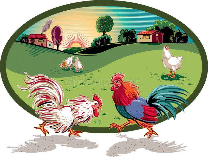 Hens and Two Roosters Fighting. Stock Illustration - Illustration of ...