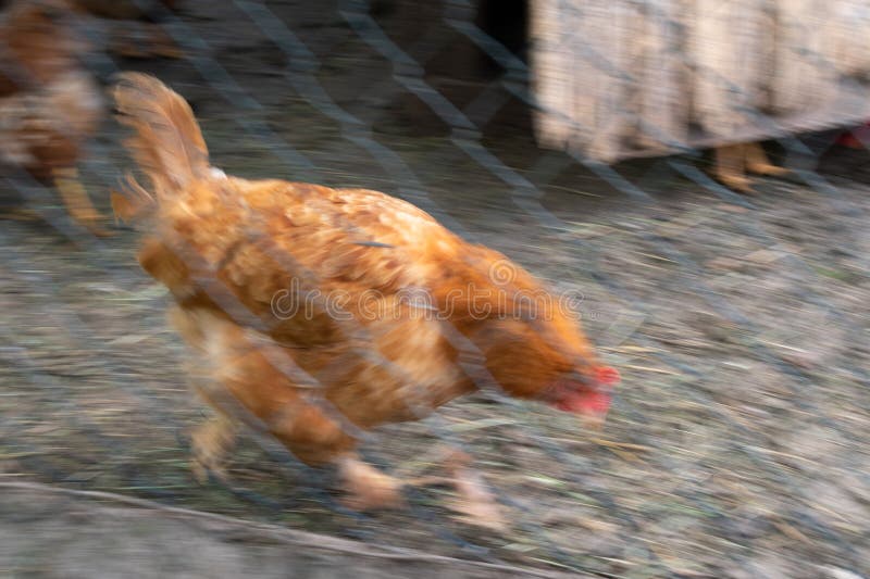 Hens walk in hen coop stock image. Image of april, omnivore - 339225167