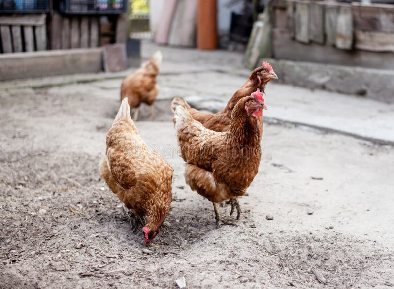 Hens Walking in the Farm Yard. Stock Photo - Image of food, black ...
