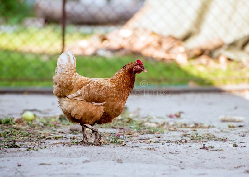 Hens Walking in the Farm Yard. Stock Image - Image of fowl, beak: 158127869