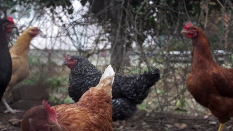 Hens Walking in an Open Chicken Coop. Hens in a Free Range Farm ...