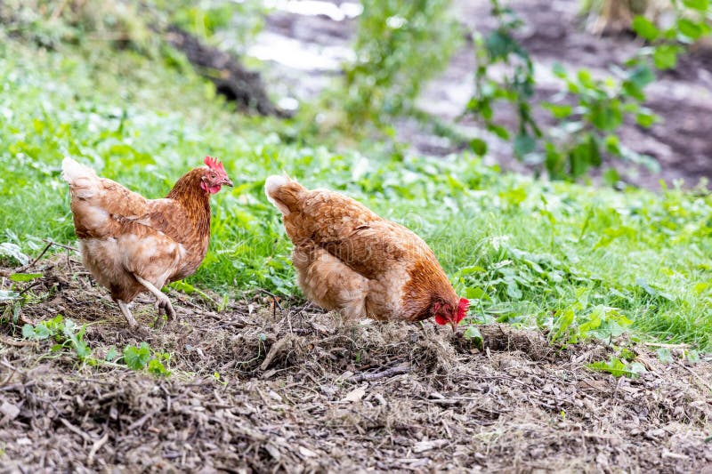 Hens walking on rural yard stock image. Image of bird - 274805151