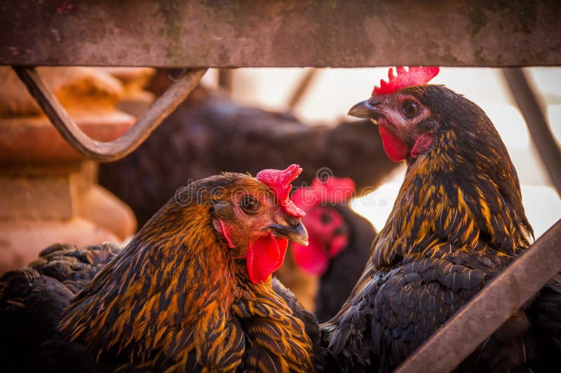 Hens world stock image. Image of birds, animals, chicken - 59262757