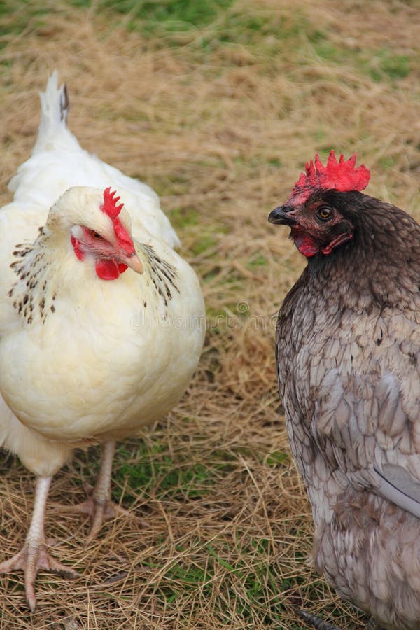Hens in the yard stock image. Image of outside, farm - 74415641