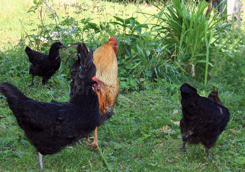 Hens in the Yard of a Hen House Stock Image - Image of gold, farm ...