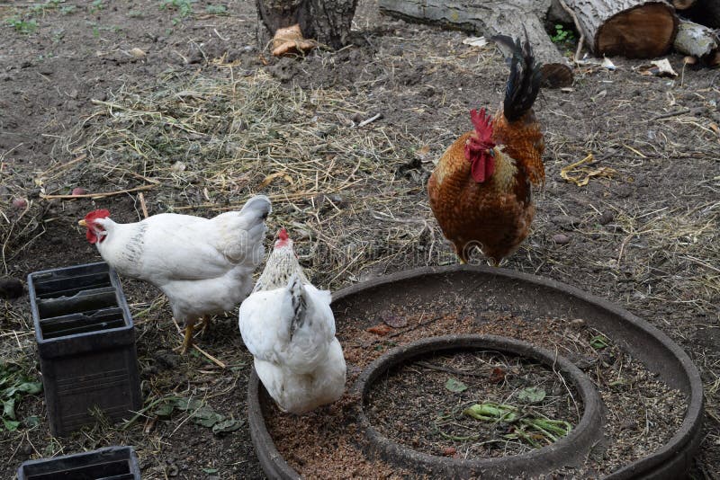 Hens in the Yard of a Hen House Stock Image - Image of house, farm ...