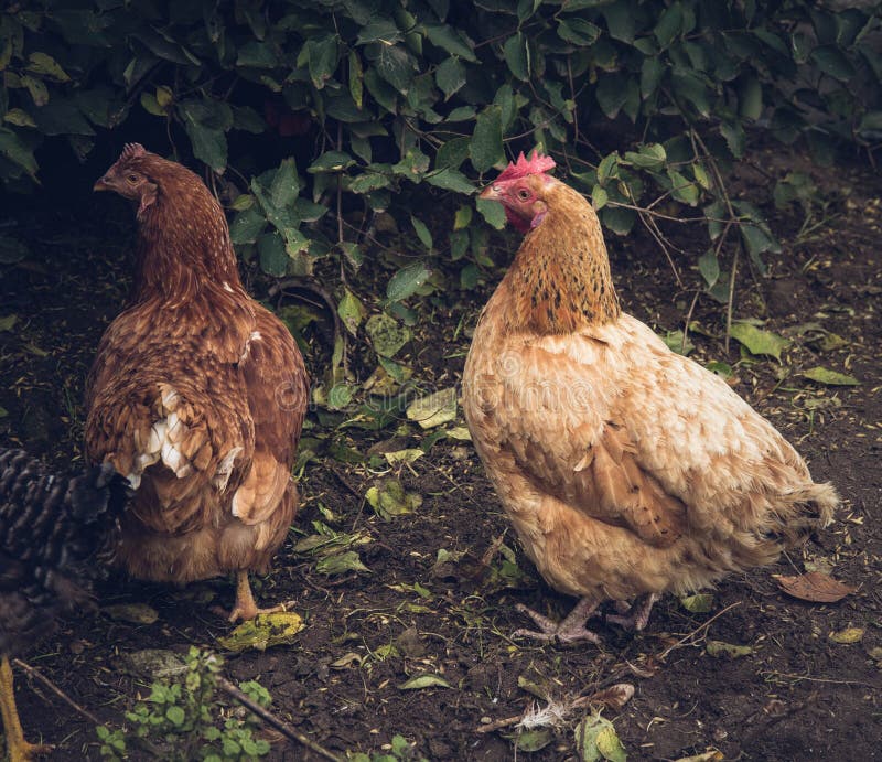 Hens in a yard stock image. Image of crest, agriculture - 101819203