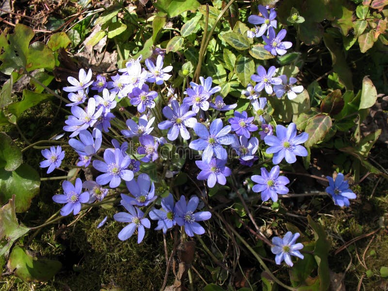 Hepatica stock image. Image of elegant, violet, azure - 25017625