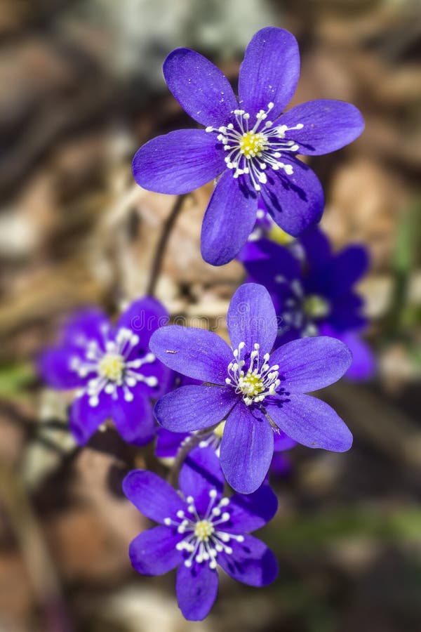 Hepatica flowers stock photo. Image of flower, blue, liverwort - 19340782
