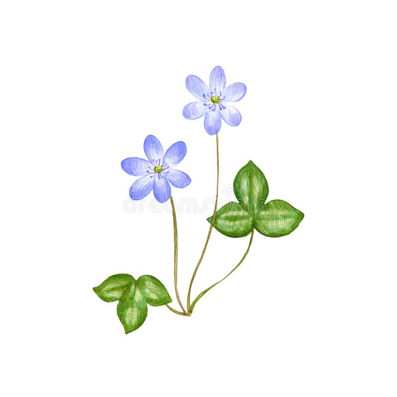 Hepatica Stock Illustrations – 434 Hepatica Stock Illustrations ...