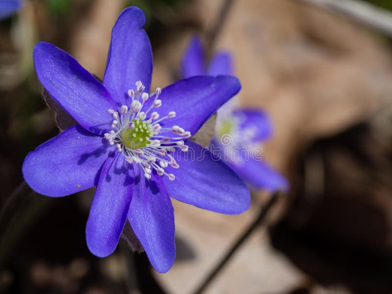 Hepatica Flower Blooming in the Spring Forest Stock Photo - Image of ...