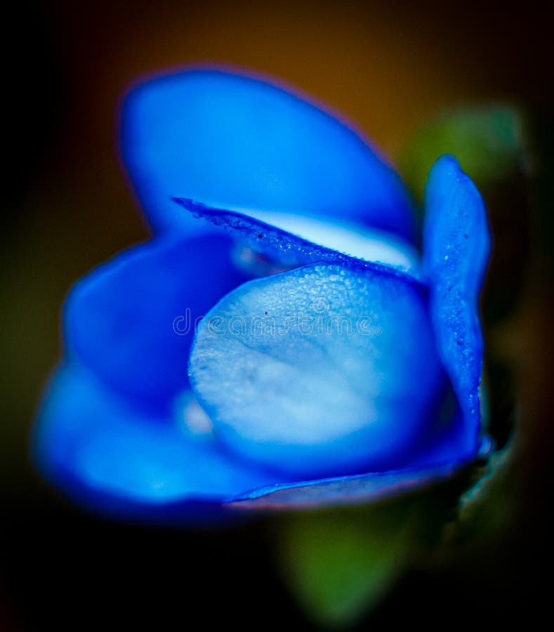 Hepatica flower stock image. Image of circle, hepatica - 180993195