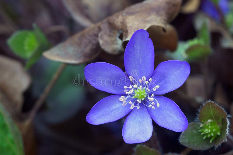 Hepatica flower stock photo. Image of flora, hepatica - 39078416
