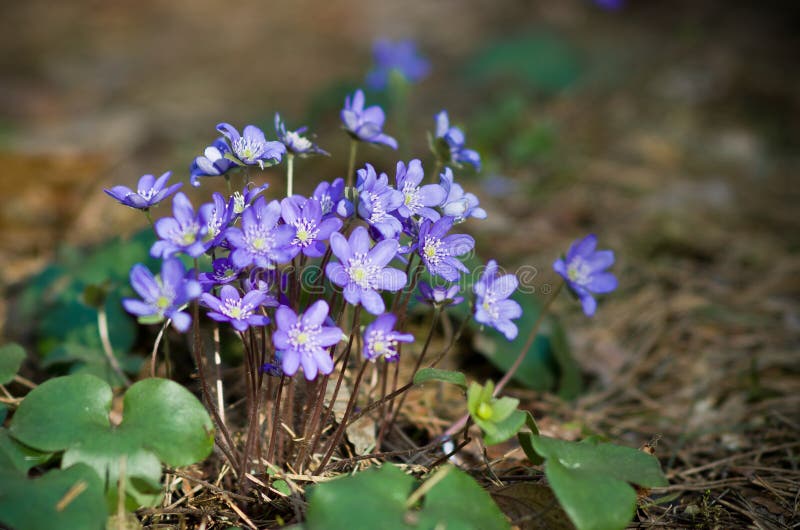 Hepatica flower stock image. Image of beginnings, life - 31040555