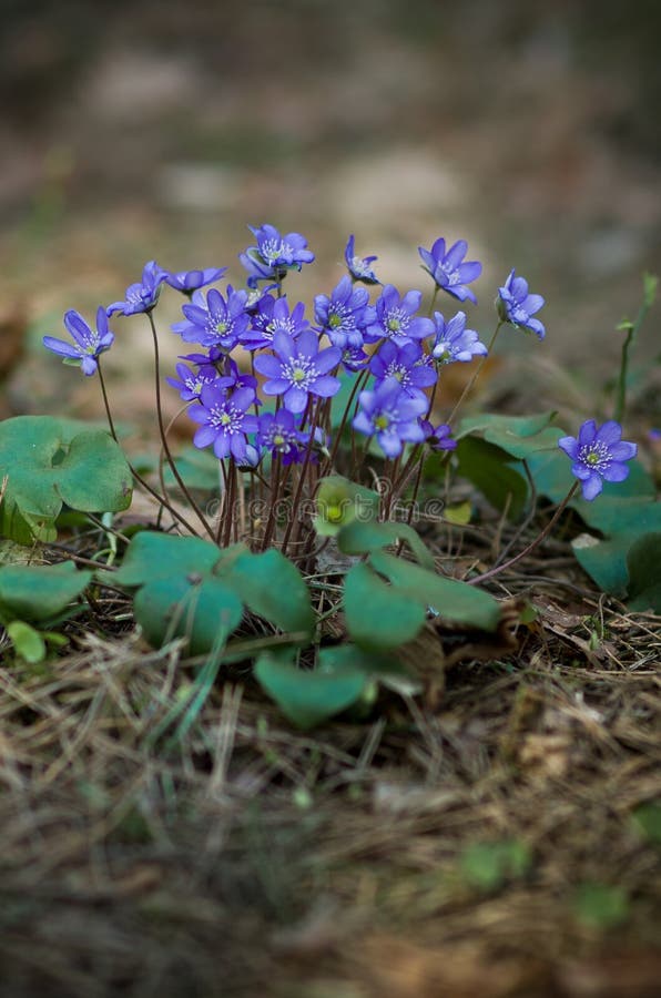 Hepatica flower stock photo. Image of head, liverwort - 31040560
