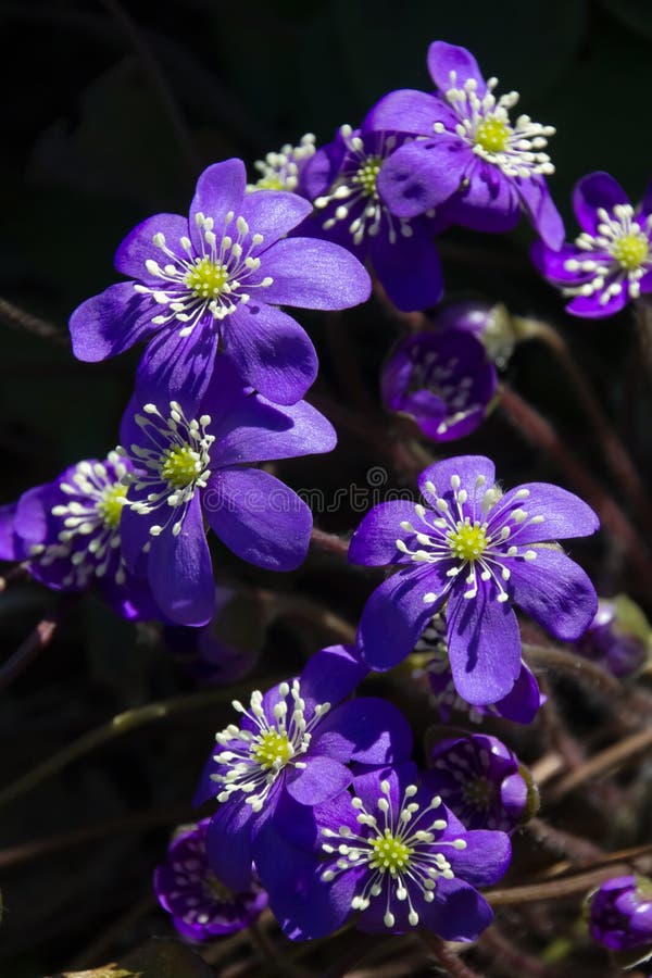 Hepatica flowers stock photo. Image of flower, blue, liverwort - 19340782