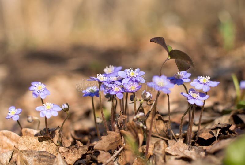 Hepatica Flowers that Bloom in Early Spring Stock Photo - Image of ...