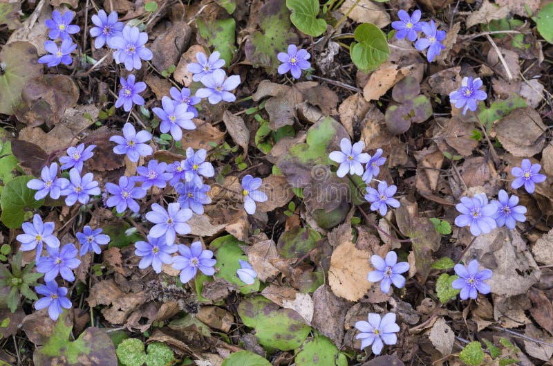 Hepatica flowers stock image. Image of foliage, botany - 53482489