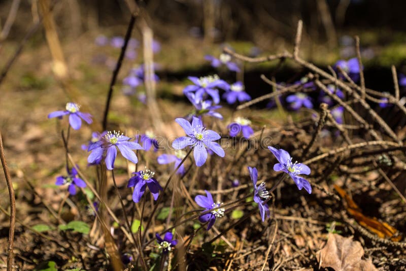 Hepatica in forest stock photo. Image of april, herbage - 36313578