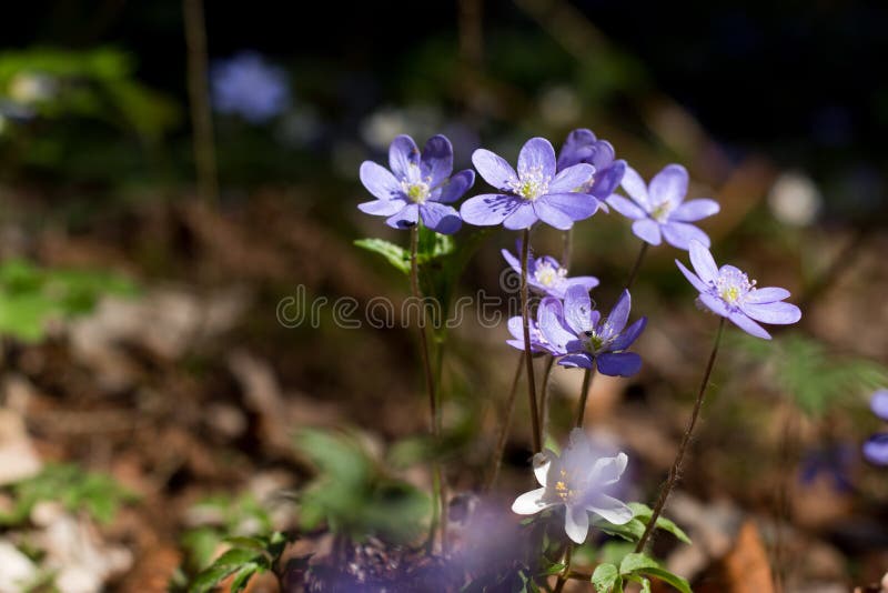 Hepatica or Liverleaf in Spring, Close Up Picture in the Forest Stock ...