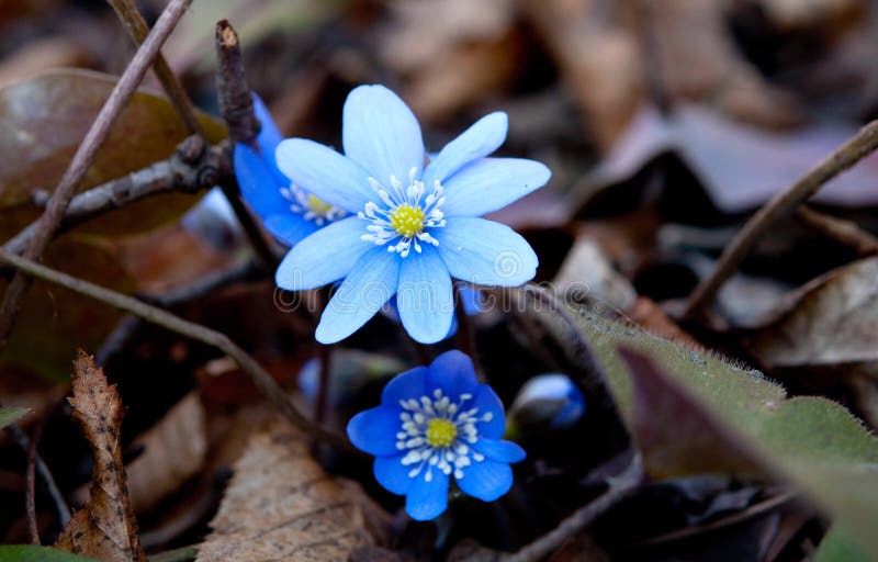 Hepatica nobilis stock image. Image of horizontal, garden - 24846941