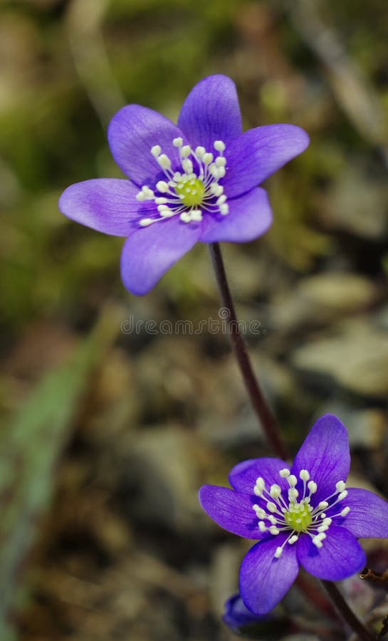 Hepatica nobilis stock photo. Image of bloom, aroma, blue - 51225732
