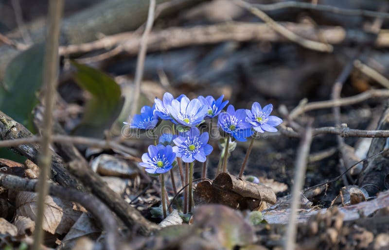Hepatica Nobilis - First Spring Flower in the Forest Stock Photo ...
