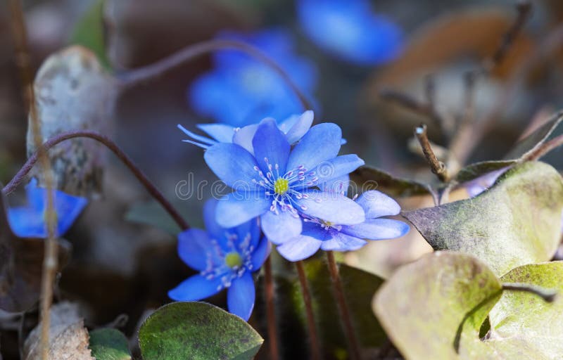 Hepatica Nobilis - First Spring Flower in the Forest Stock Photo ...