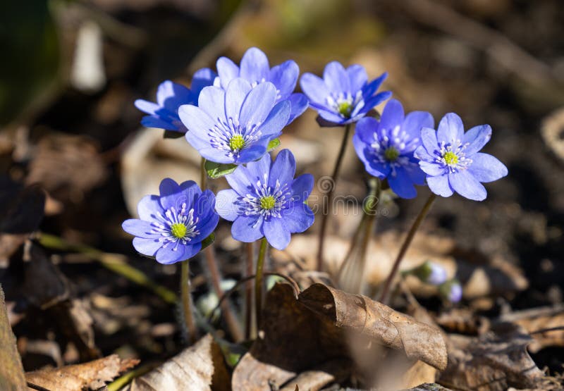 Hepatica Nobilis - First Spring Flower Growing in the Forest Stock ...