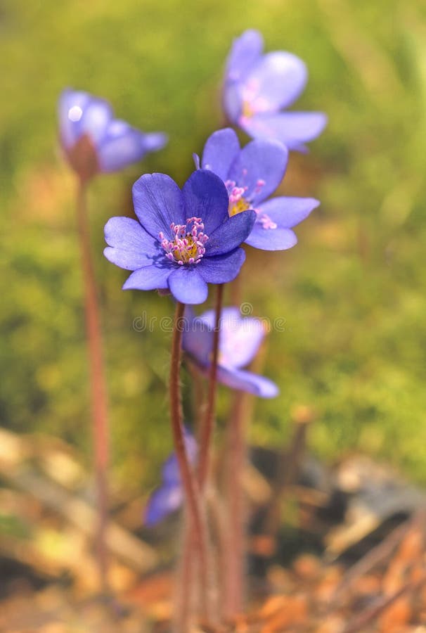 Hepatica flowers stock photo. Image of flower, blue, liverwort - 19340782