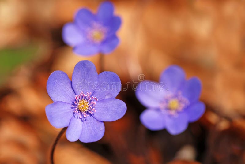 Hepatica nobilis flower stock image. Image of beauty - 37962155