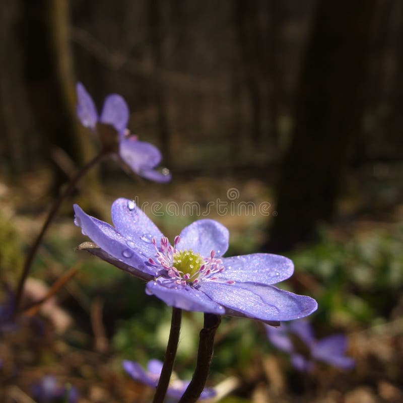 Hepatica nobilis flower stock photo. Image of green, march - 47769394
